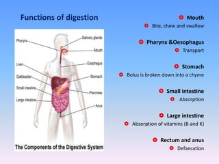 Digestion in Human Body | PPTX