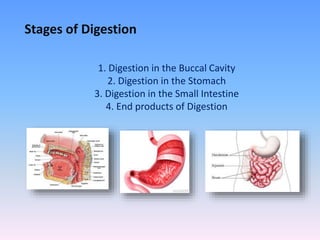 Digestion in Human Body | PPTX