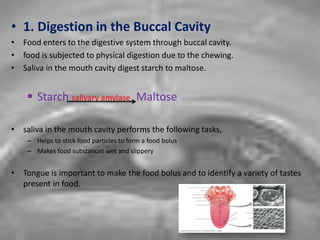 Digestion in Human Body | PPTX