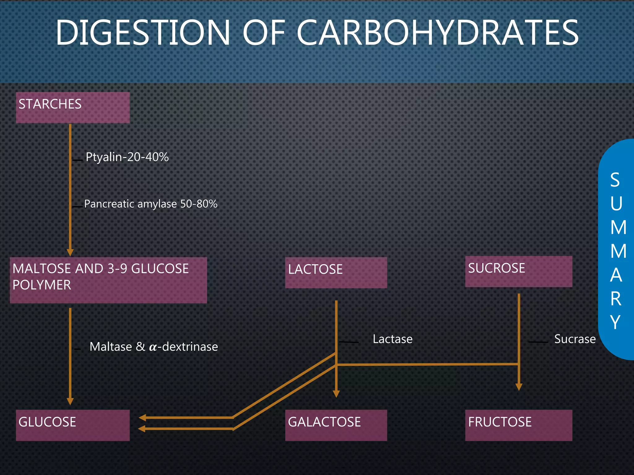 Digestion of proteins, carbohydrates and fats | PPTX