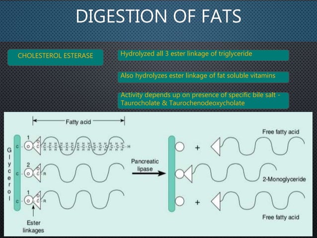 Digestion of proteins, carbohydrates and fats | PPTX | Chemistry | Science
