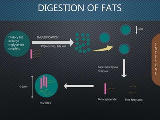 Digestion of proteins, carbohydrates and fats | PPTX
