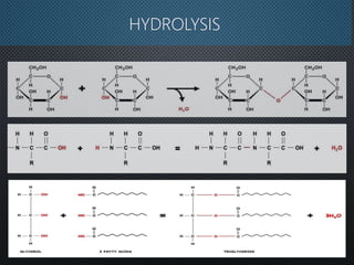 Digestion of proteins, carbohydrates and fats | PPTX