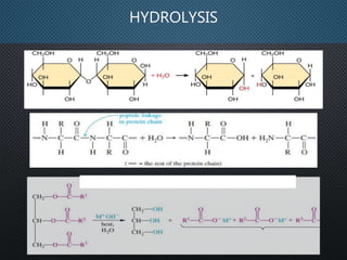 Digestion of proteins, carbohydrates and fats | PPTX
