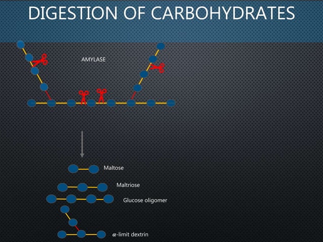 Digestion of proteins, carbohydrates and fats | PPTX | Chemistry | Science