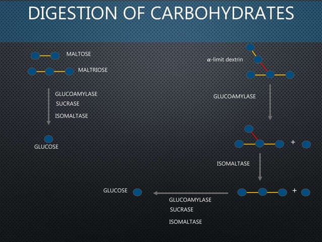 Digestion of proteins, carbohydrates and fats | PPTX | Chemistry | Science