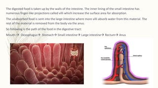 Digestion | PPTX
