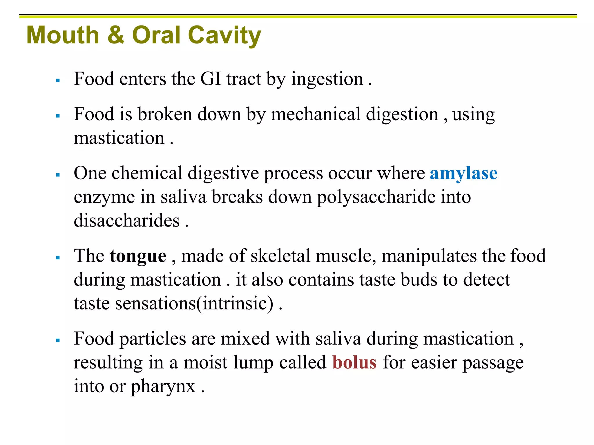 Digestive system | PPTX