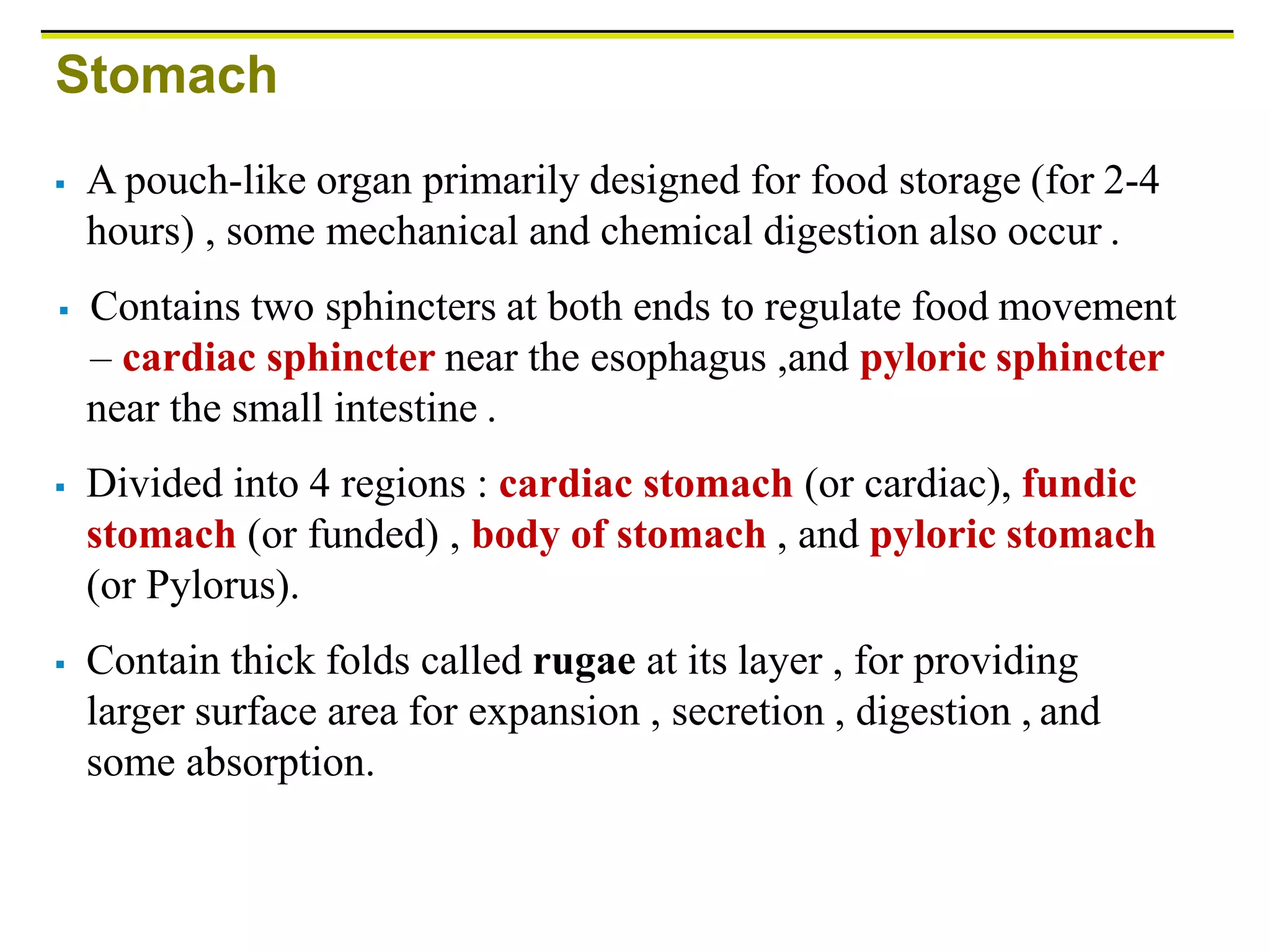 Digestive system | PPTX