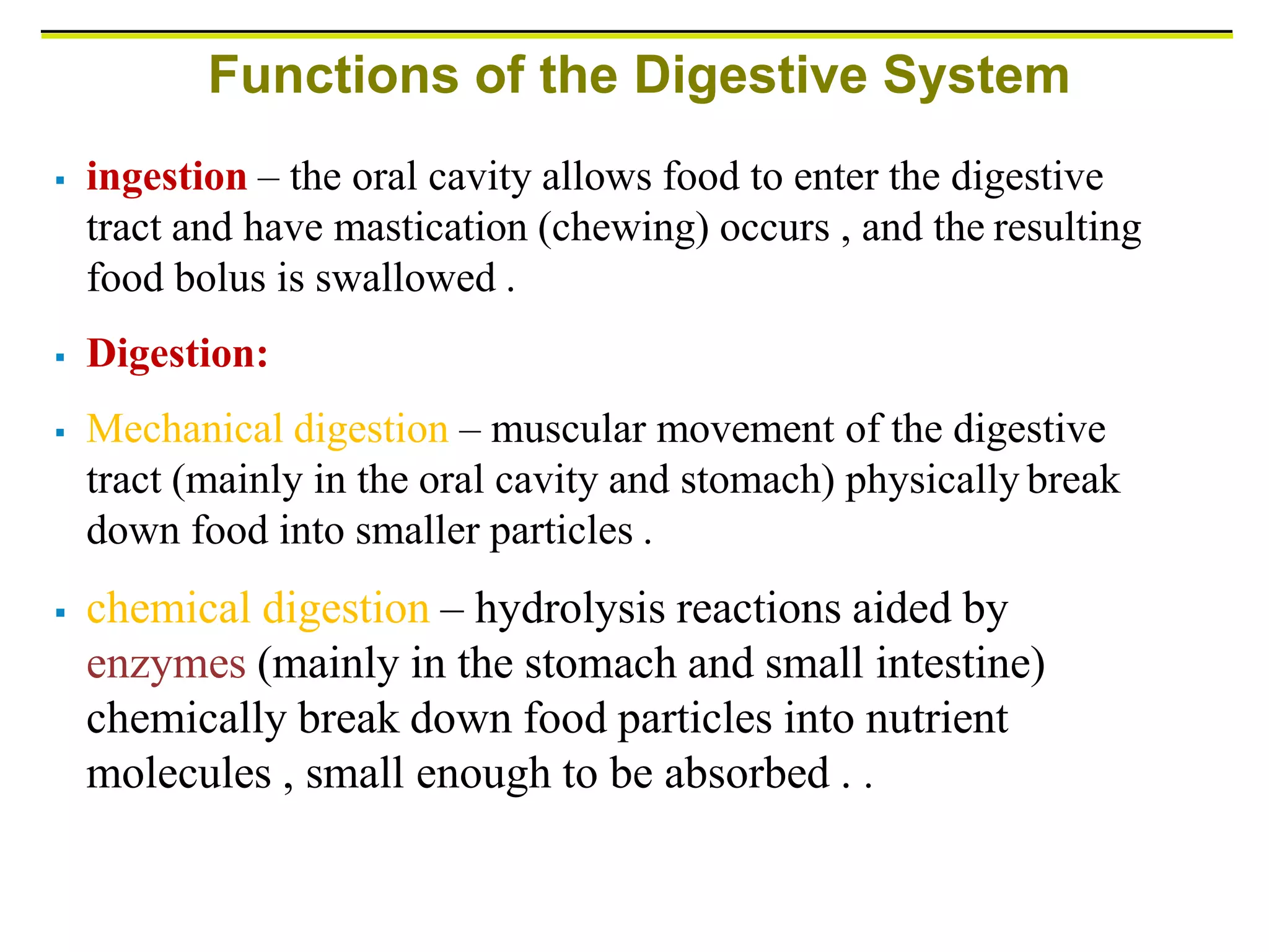 Digestive system | PPTX