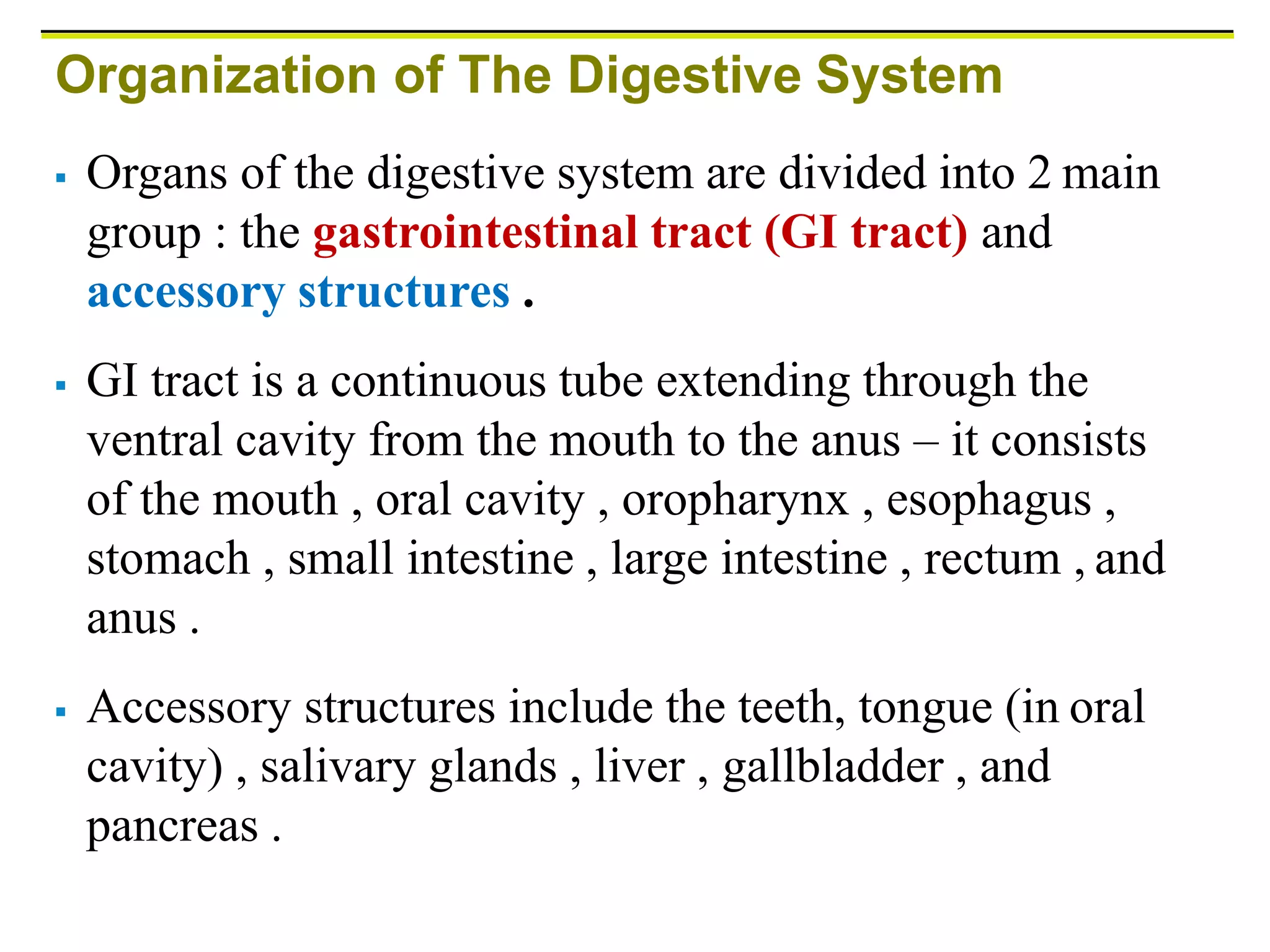 Digestive system | PPTX