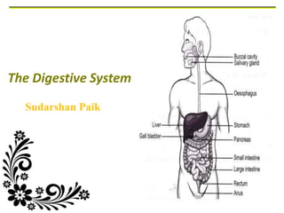 Digestive system | PPT