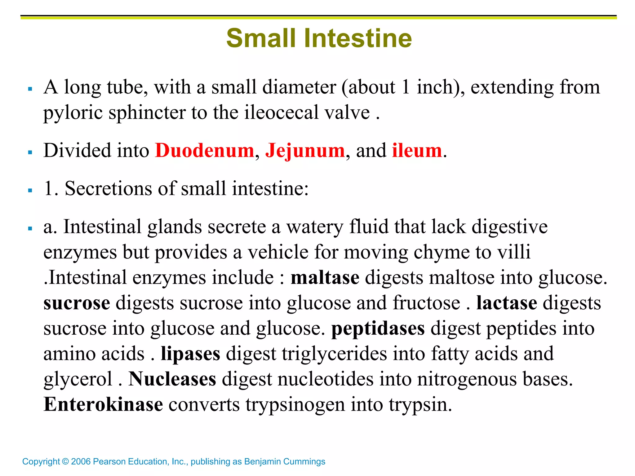 Digestive System - MyPharmaGuide | PDF