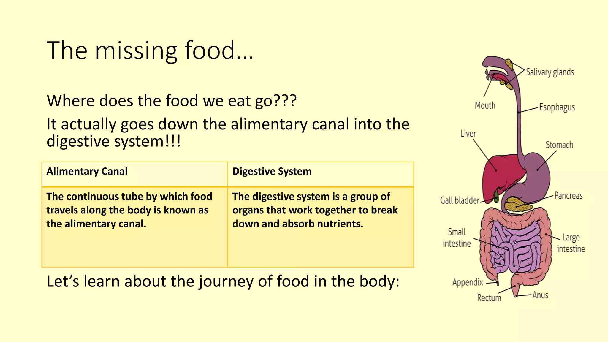 Digestion | PPTX