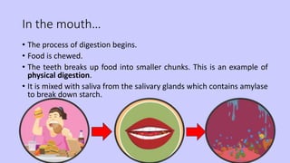 Digestion | PPT