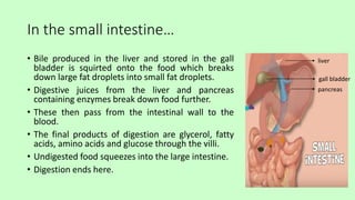 Digestion | PPT