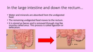 Digestion | PPT