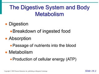Digestion system | PPT