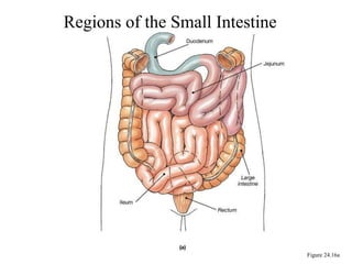 Digestion.ppt