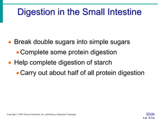 Digestion.ppt