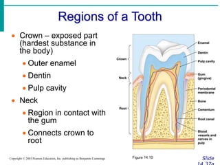 Digestion.ppt