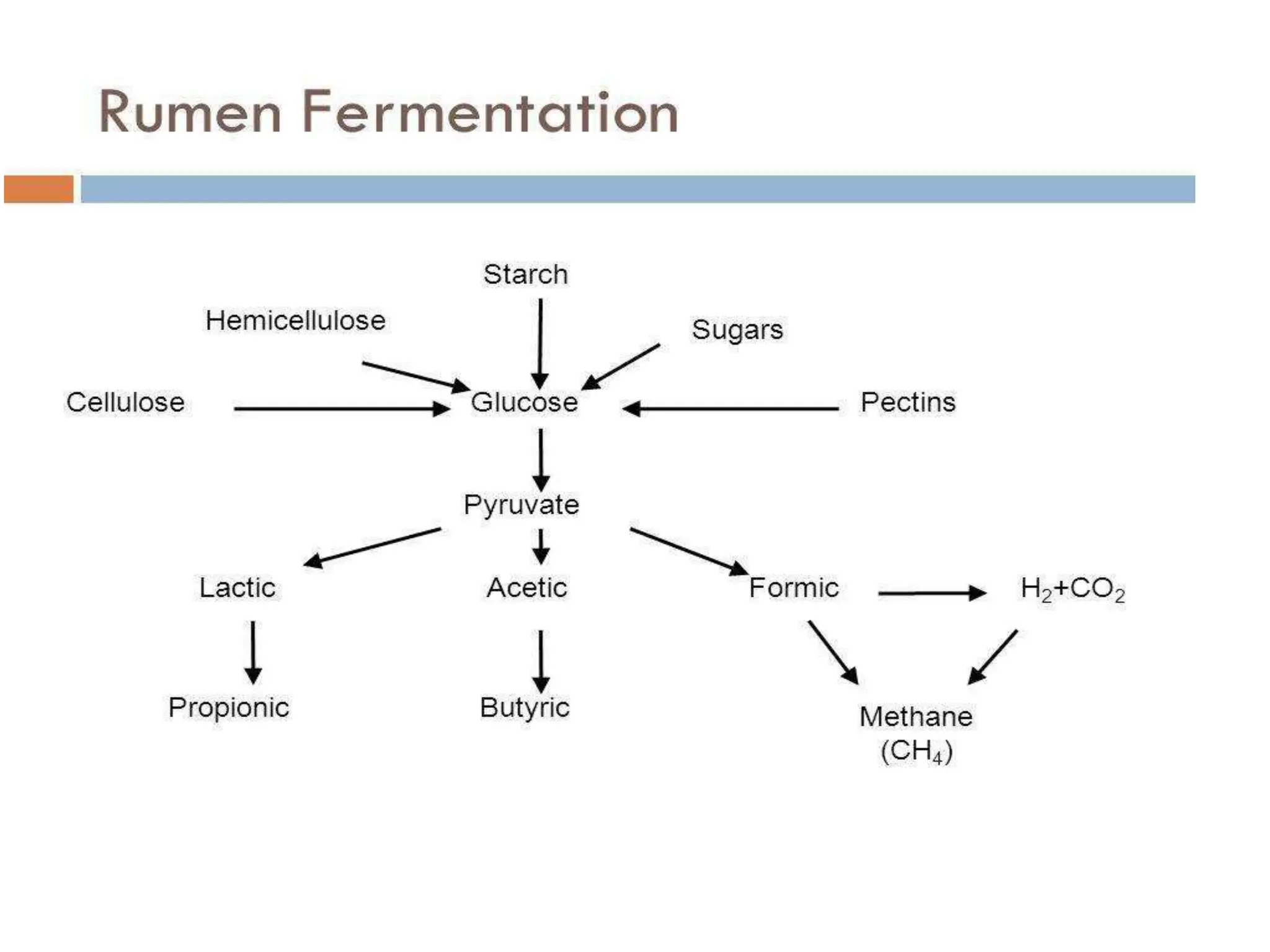 Digestion and Absorption in Ruminant and Non-ruminant.pptx