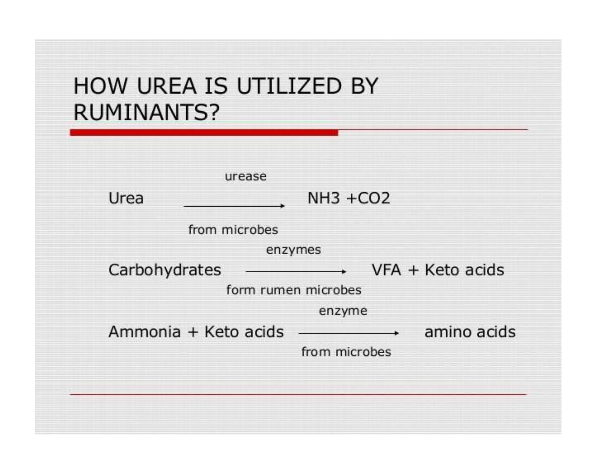 Digestion and Absorption in Ruminant and Non-ruminant.pptx