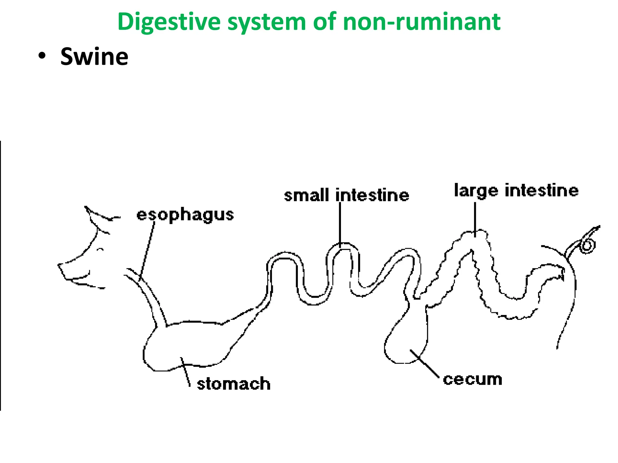 Digestion and Absorption in Ruminant and Non-ruminant.pptx