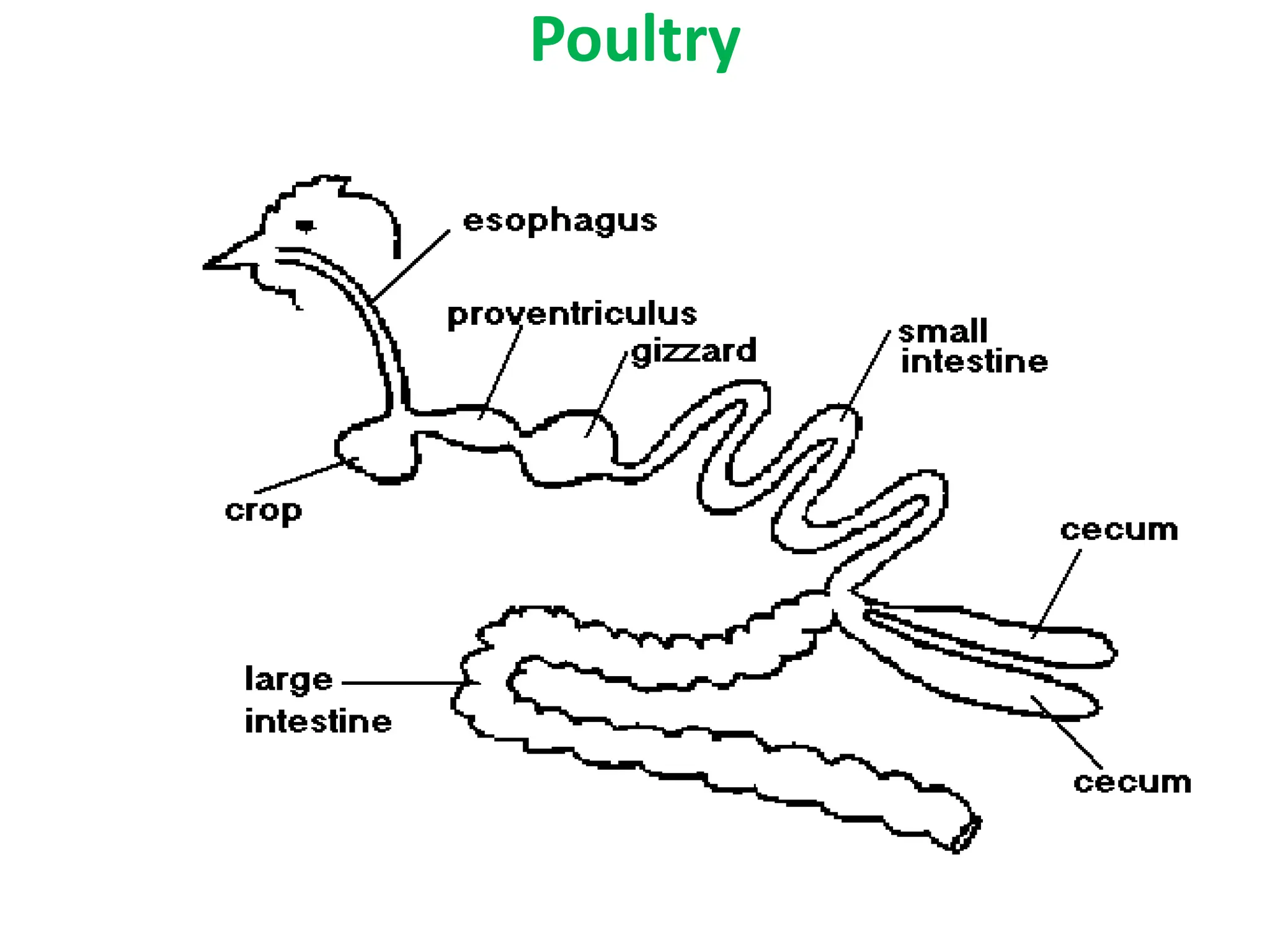 Digestion and Absorption in Ruminant and Non-ruminant.pptx