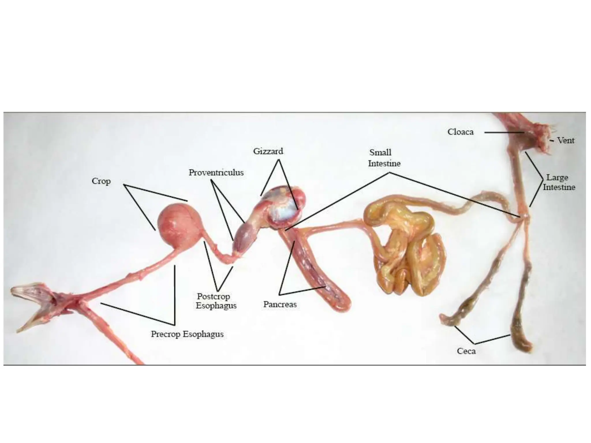 Digestion and Absorption in Ruminant and Non-ruminant.pptx