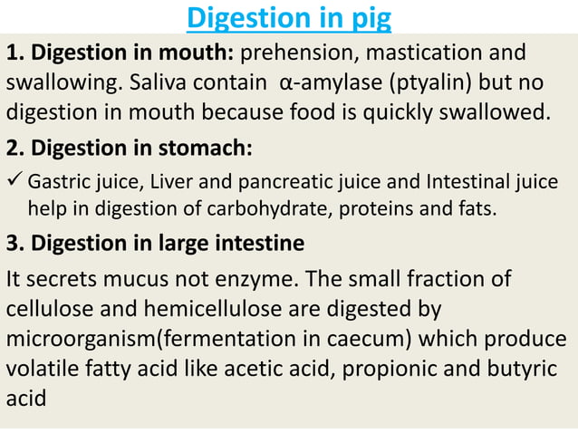 Digestion and Absorption in Ruminant and Non-ruminant.pptx | Digestive ...