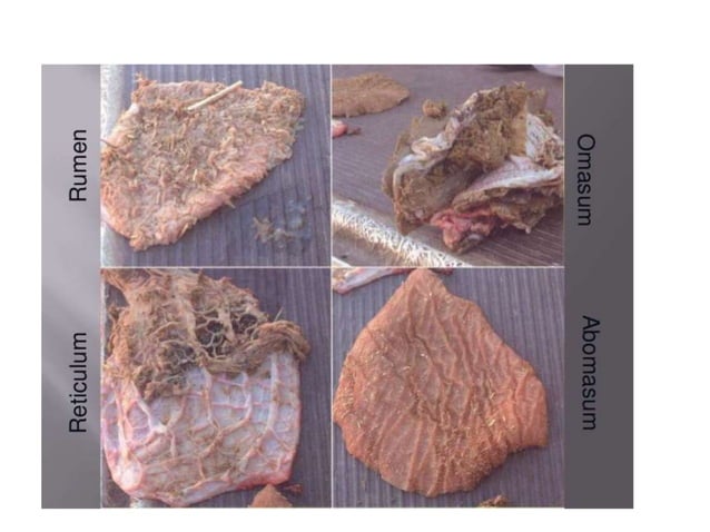 Digestion and Absorption in Ruminant and Non-ruminant.pptx | Digestive ...