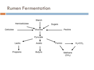 Digestion and Absorption in Ruminant and Non-ruminant.pptx