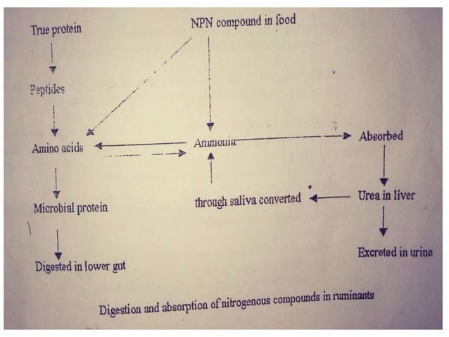 Digestion and Absorption in Ruminant and Non-ruminant.pptx | Digestive ...