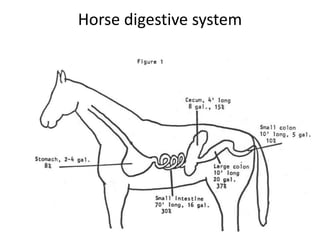 Digestion and Absorption in Ruminant and Non-ruminant.pptx