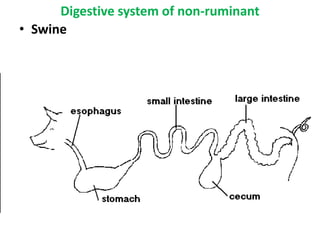 Digestion and Absorption in Ruminant and Non-ruminant.pptx