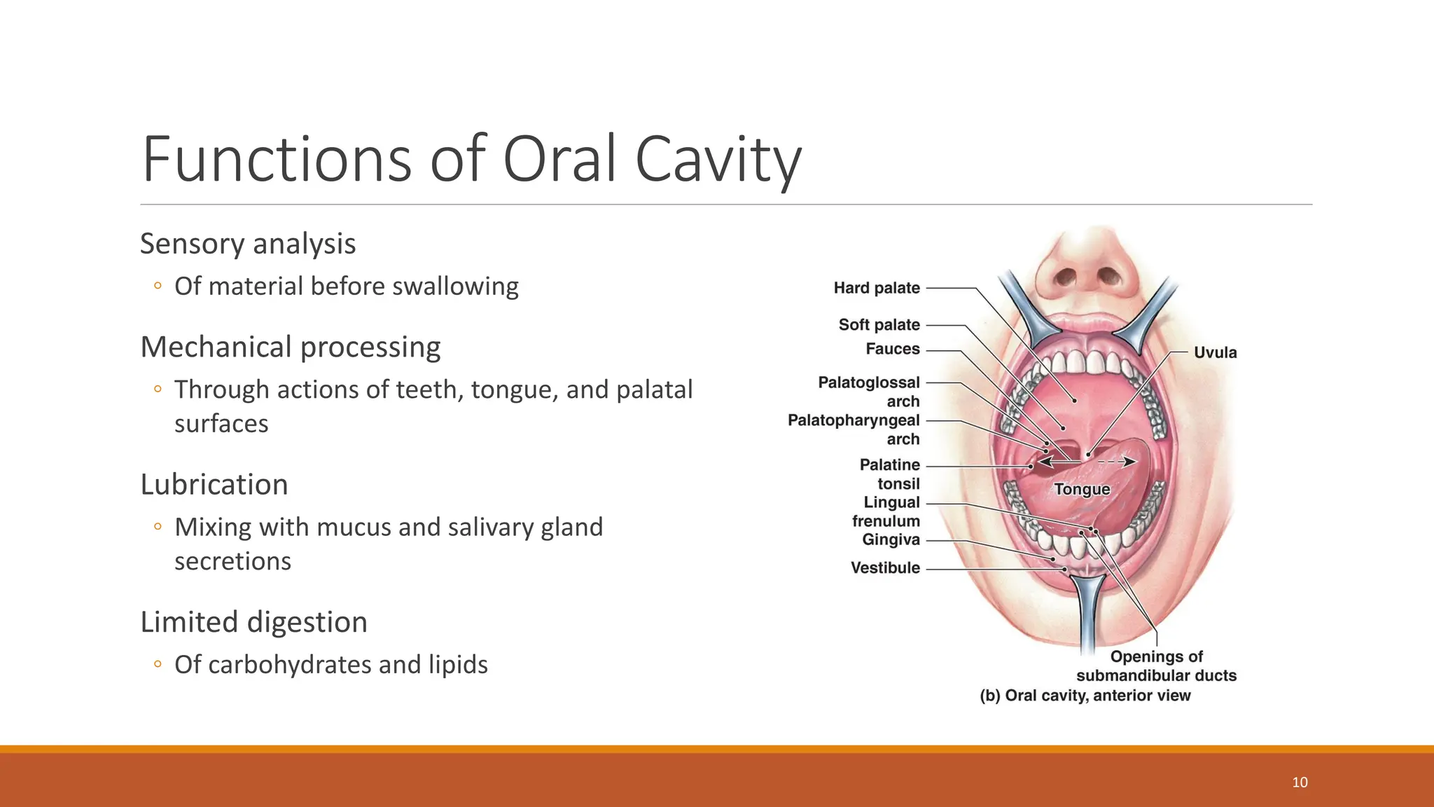 The complete process of digestion, digestive track | PDF