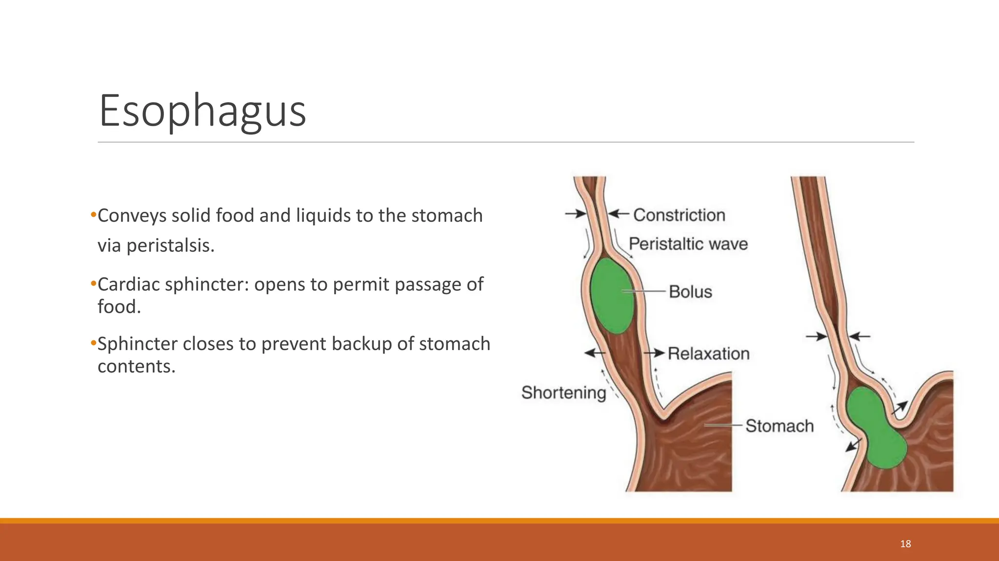 The complete process of digestion, digestive track | PDF