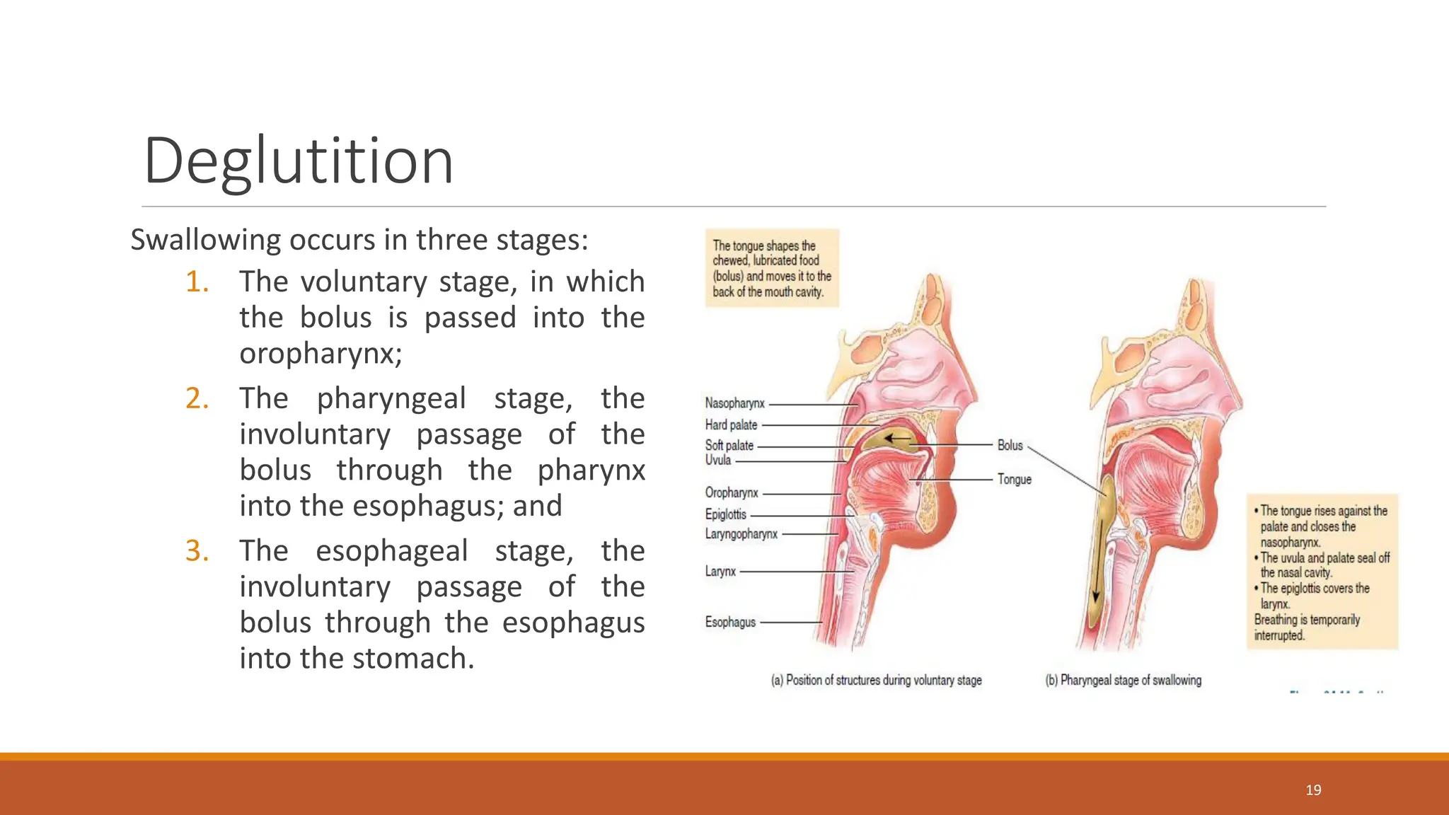 The complete process of digestion, digestive track | PDF