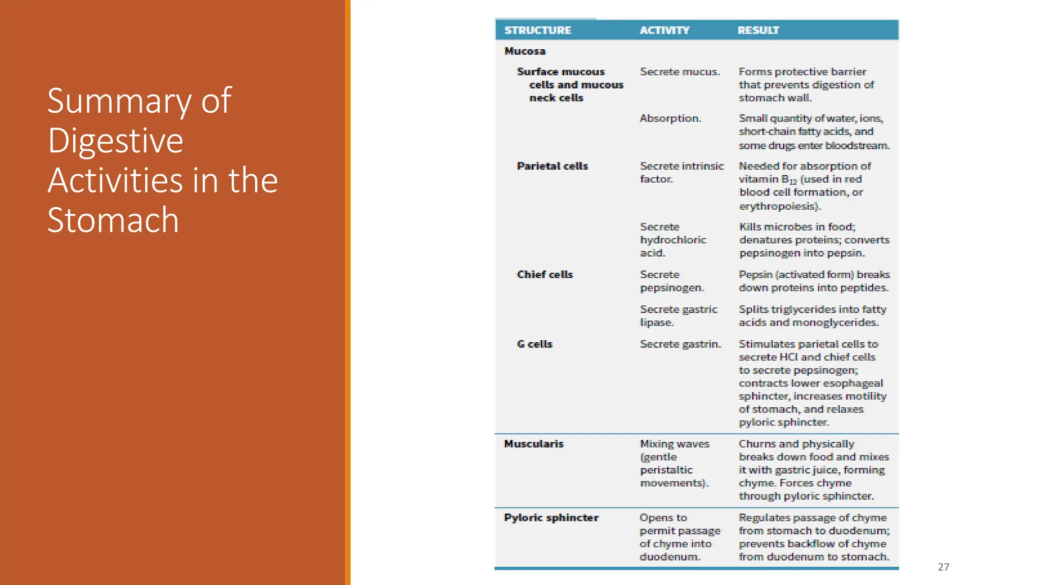 The complete process of digestion, digestive track | PDF