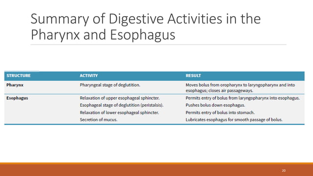The complete process of digestion, digestive track | PDF | Dental ...