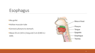 The complete process of digestion, digestive track | PPT