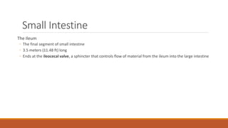 The complete process of digestion, digestive track | PPT