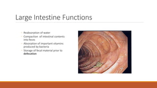 The complete process of digestion, digestive track | PPT