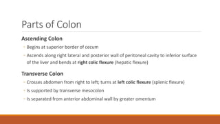 The complete process of digestion, digestive track | PPT