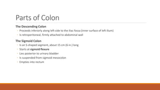 The complete process of digestion, digestive track | PPT