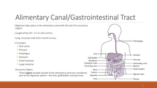The complete process of digestion, digestive track | PPT