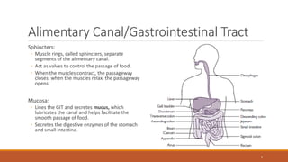 The complete process of digestion, digestive track | PPT