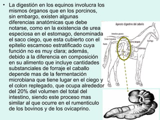 Digestion de los animales domesticos vet | PPT