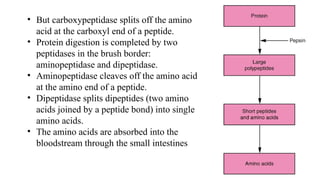 Digestion and Absorption of Carbohydrates, Proteina and Fats | PPTX